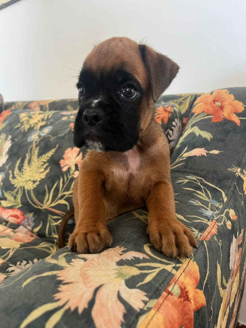 Cuccioli disponibili - Allevamento Boxer Rolanus